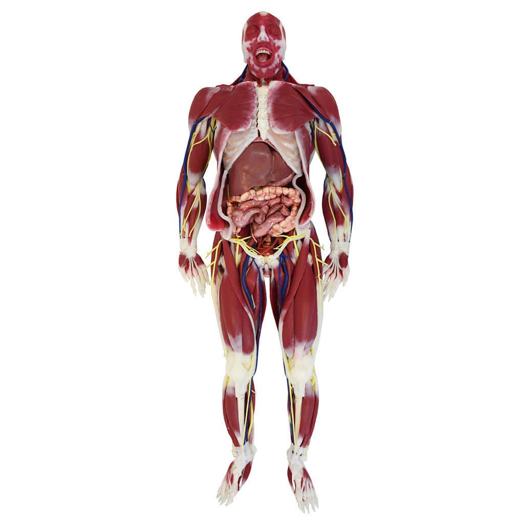 Modelo anatómico de sistema nervioso - G3 - SynDaver Labs - de ...