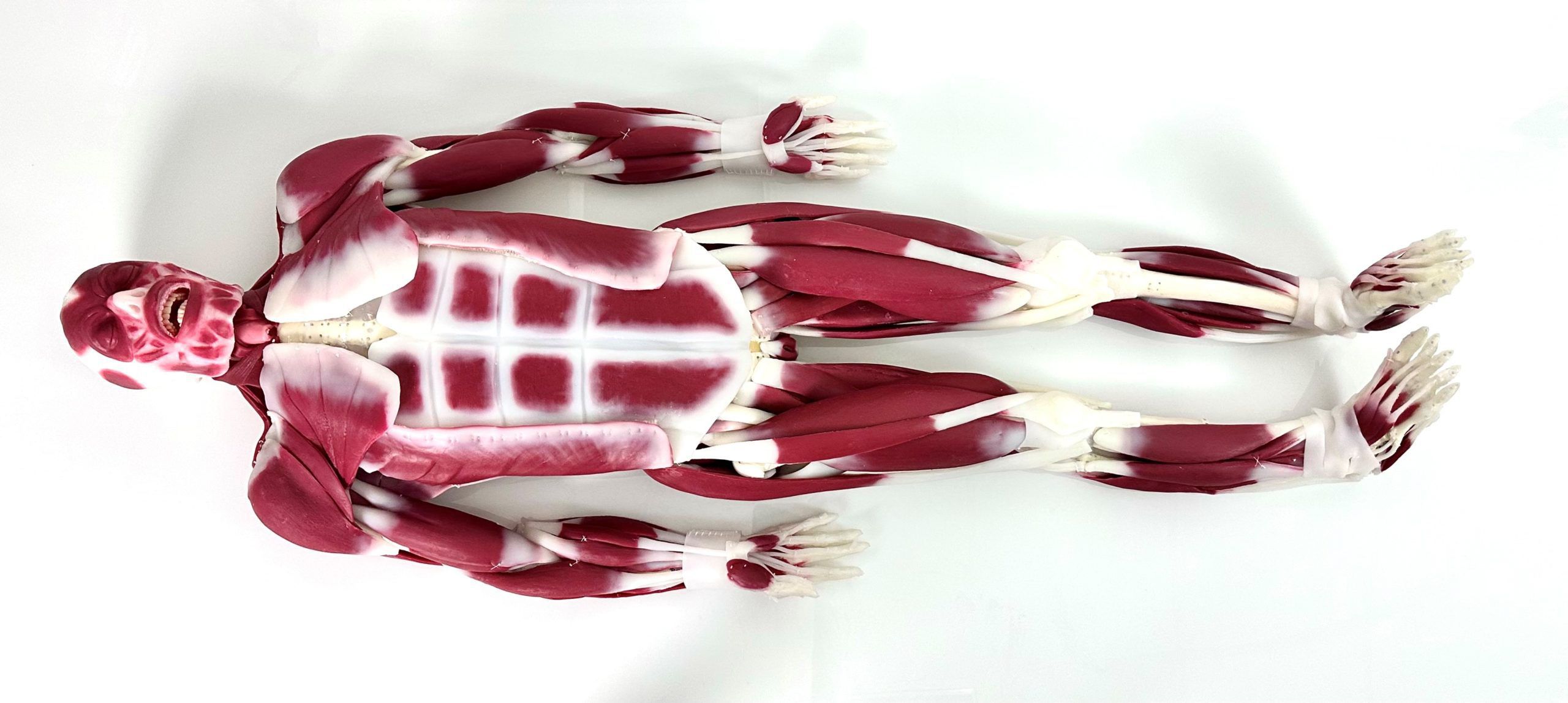 Modelo anatómico de articulación - 102010 - SynDaver Labs - muscular ...