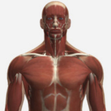 Módulo de simulación para radiología - SIMTICS - de anatomía / de parte ...