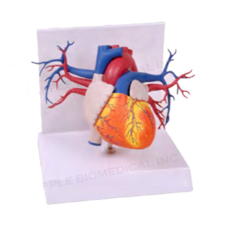 Modelo anatómico de corazón - A574 - Apple Biomedical - de arteria / de ...