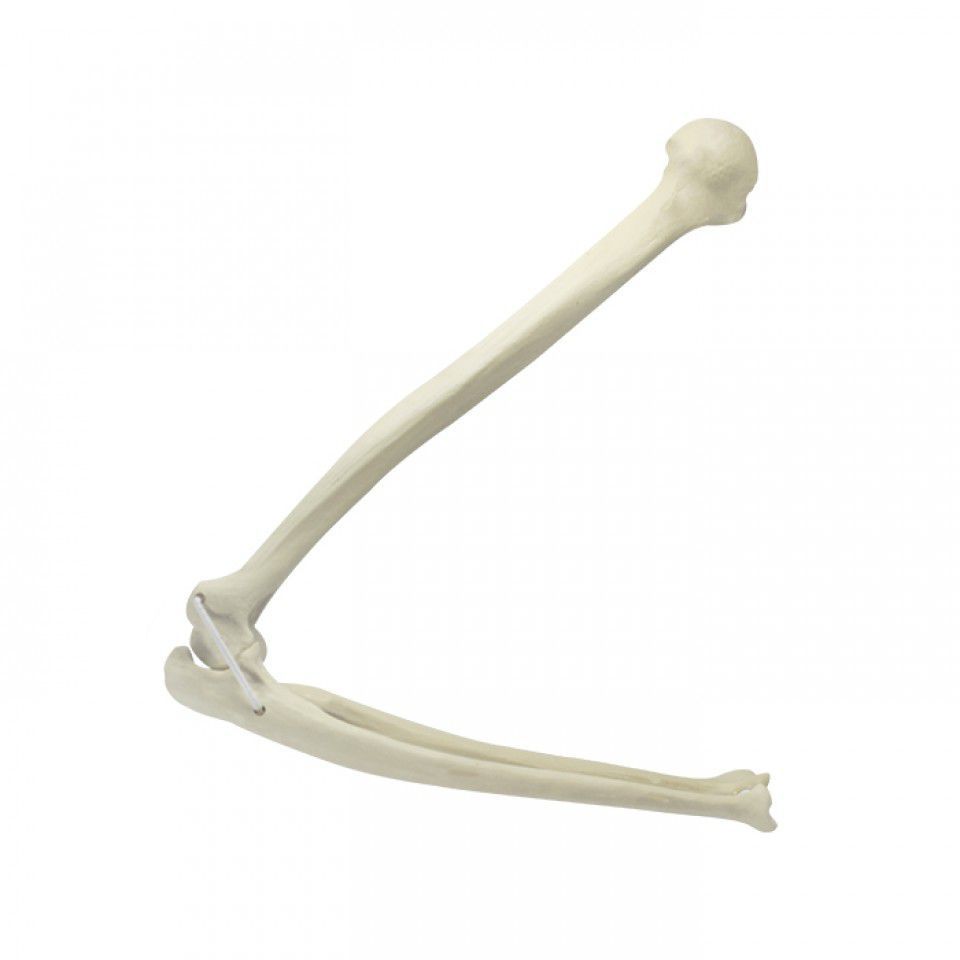 Modelo anatómico radio / húmero / de cúbito / codo - 2009 - Nacional Ossos