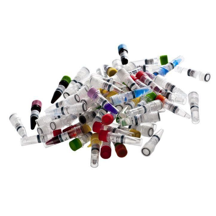 Reactivo ADN polimerasas - Atlas HotTaq - BioAtlas - para la ...