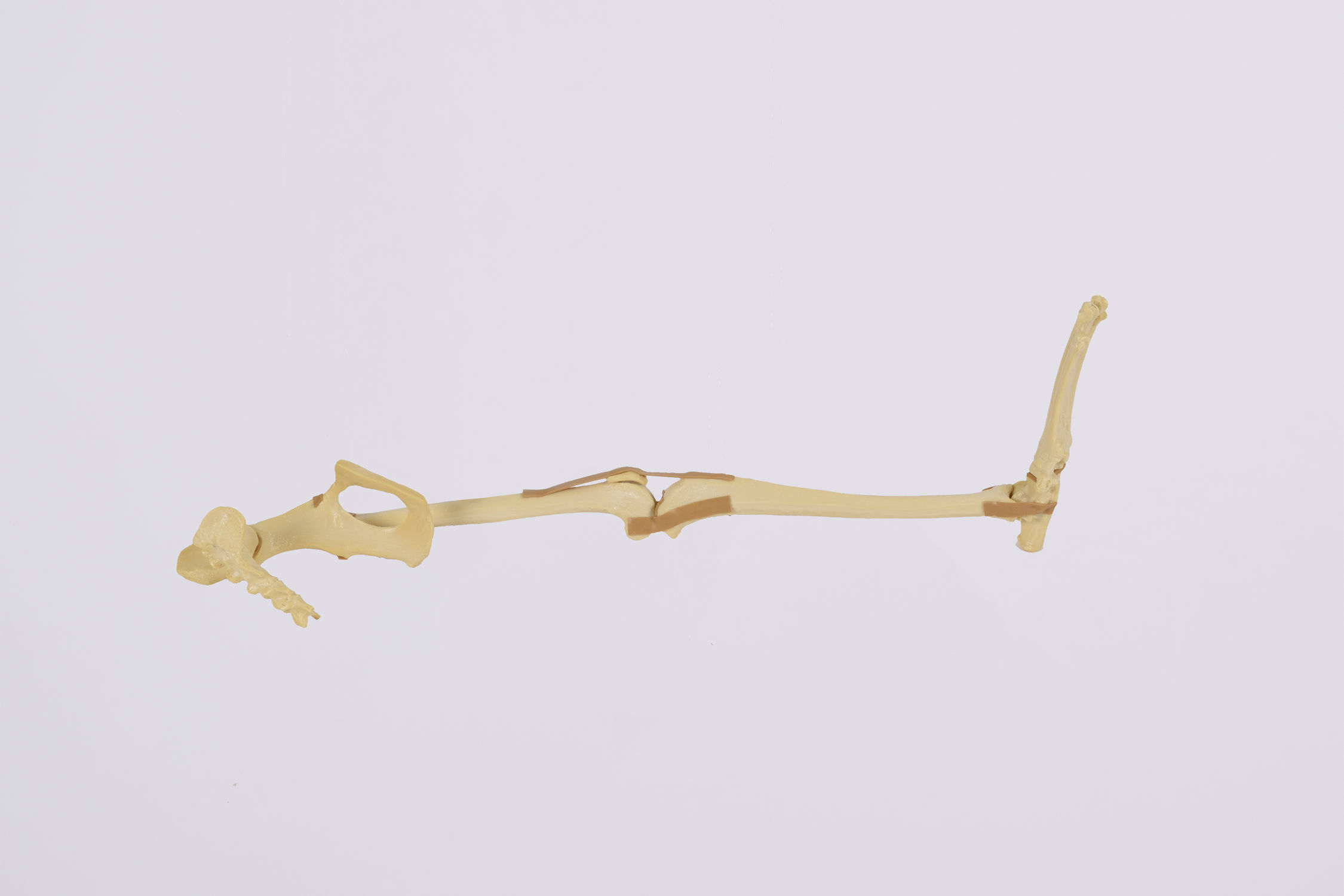 Modelo anatómico miembros inferiores - 0906 - SYNBONE AG - de hueso ...