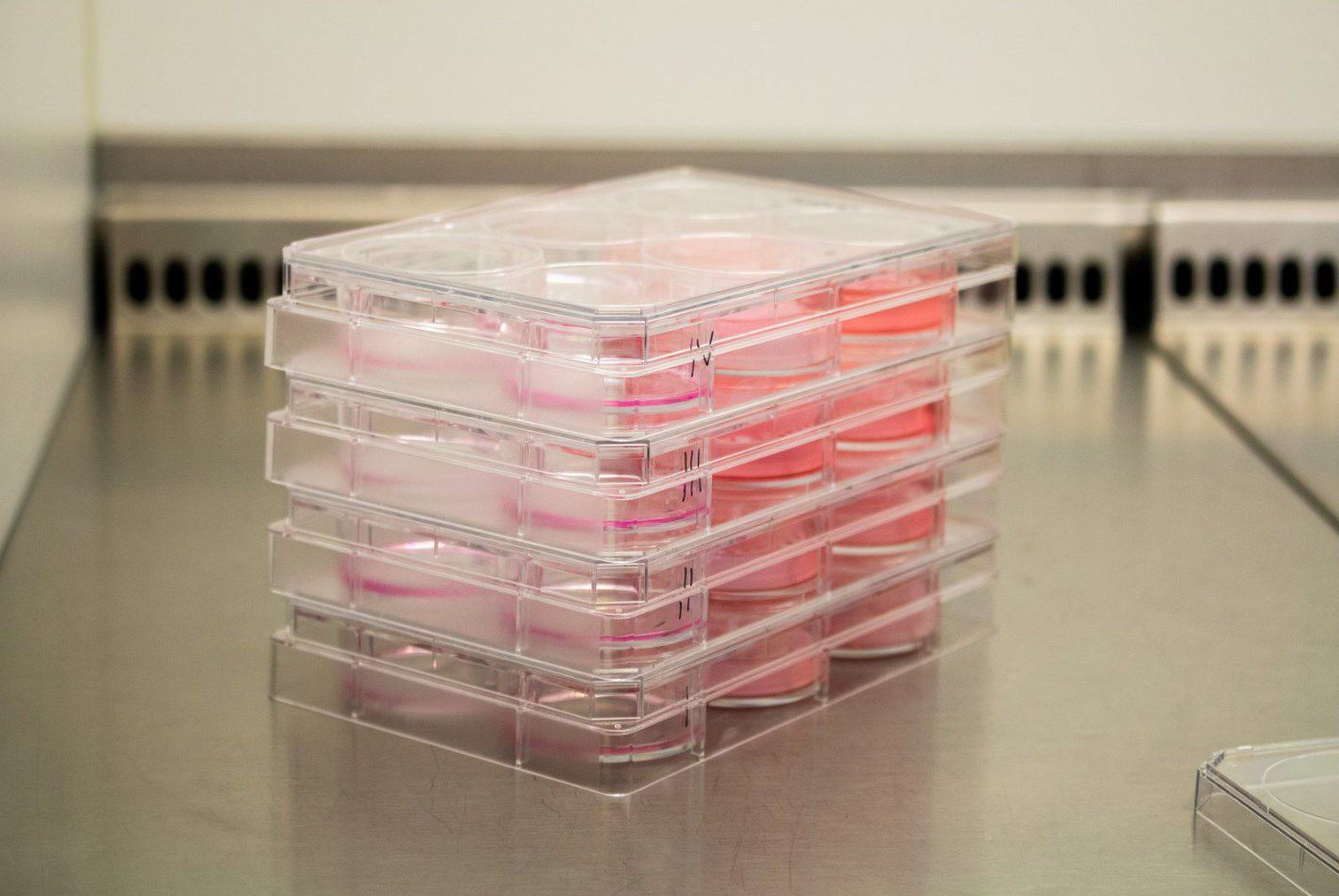 Matriz tisular cirugía reconstructiva - Poieskin® - Poietis - colágeno