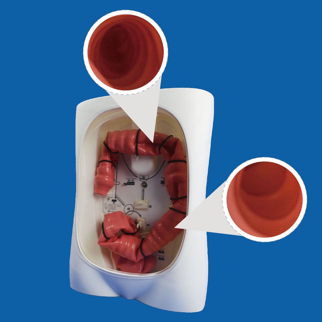 Modelo anatómico de colon - PLXH1001 - Shanghai Preclinic Medtech - de ...