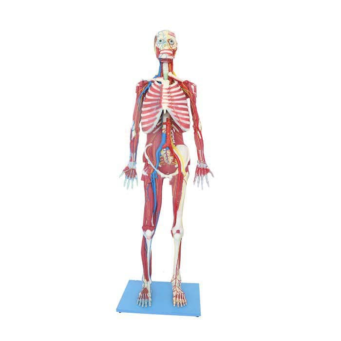 Modelo anatómico de cuerpo entero - LS 02 - MeiWo Science - de ...