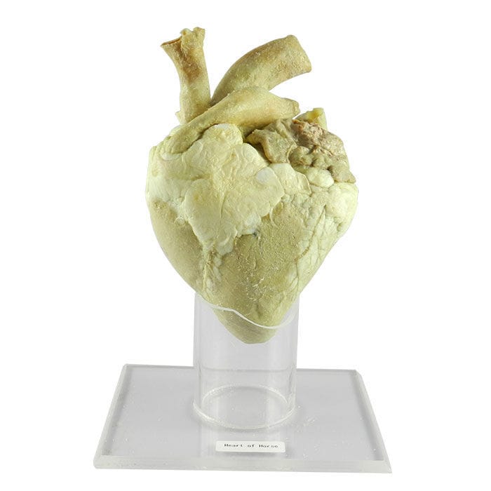 Modelo anatómico de corazón - MWDW-016 - MeiWo Science - de arterias ...