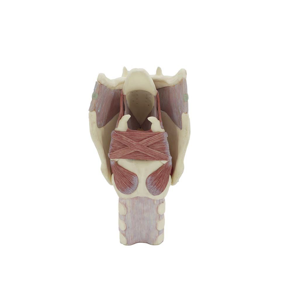 Modelo anatómico de laringe - HH-003 - MeiWo Science - de formación ...