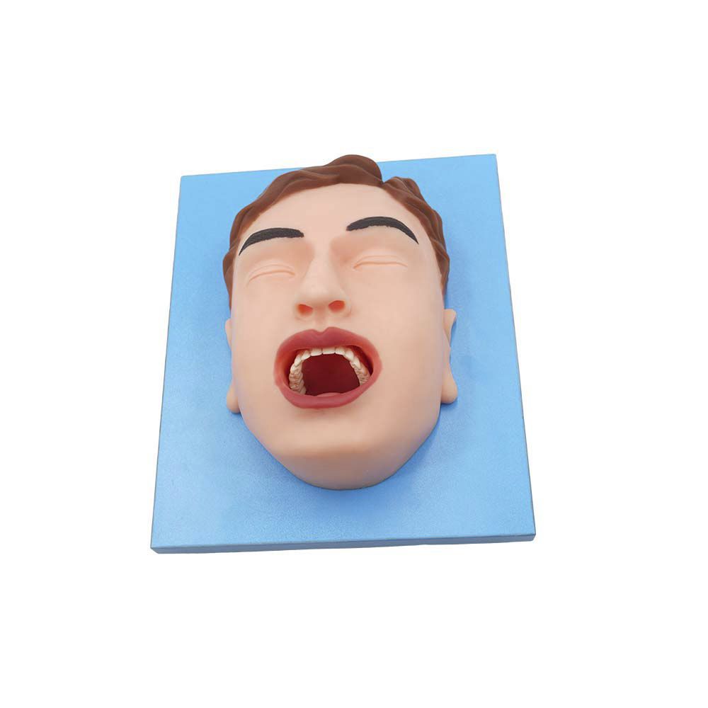 Modelo anatómico bucal - MeiWo Science - de formación / de silicona