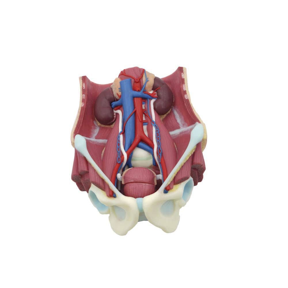 Modelo anatómico de sistema urinario - MeiWo Science - de formación ...