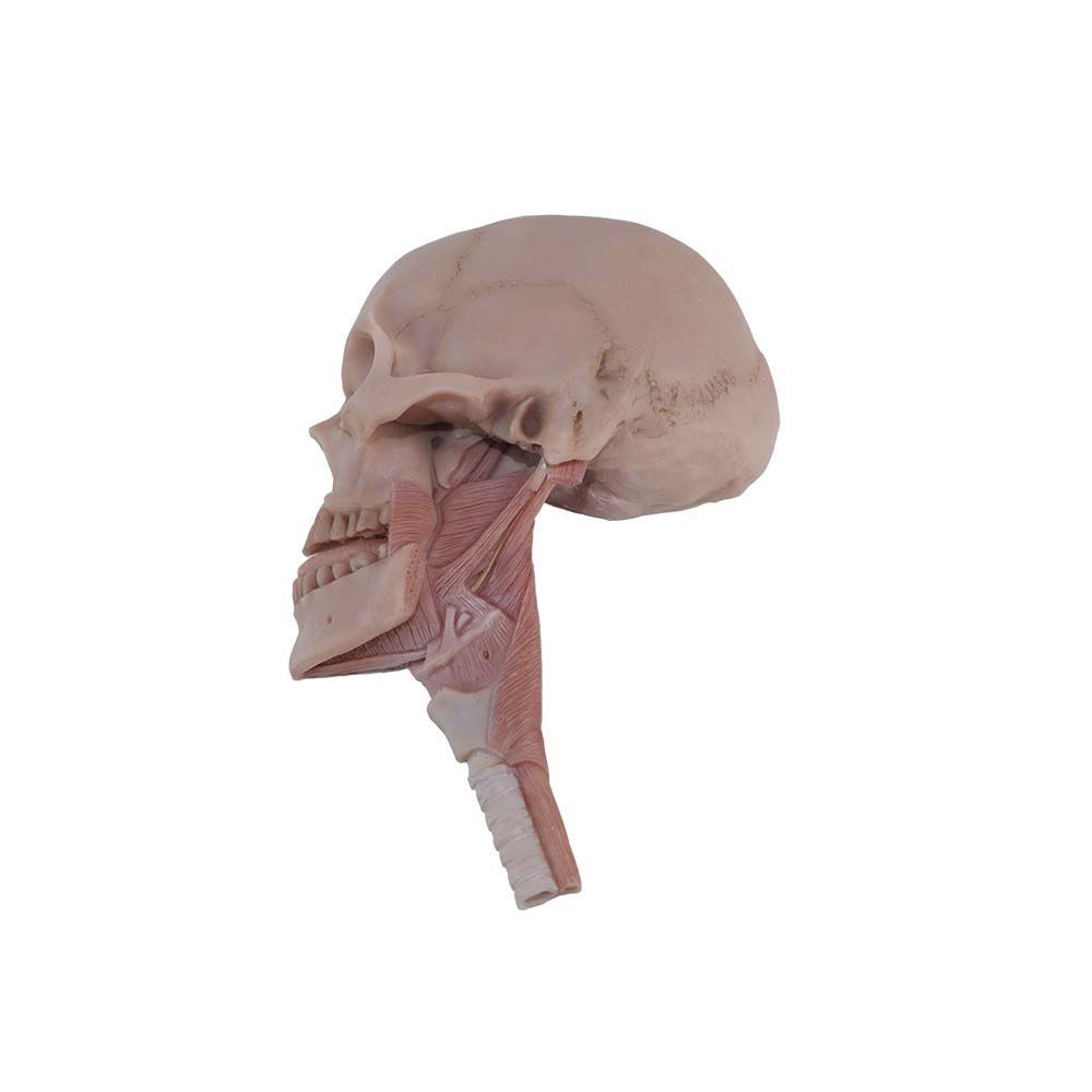 Modelo anatómico de cabeza - MeiWo Science - de cuello / de formación ...