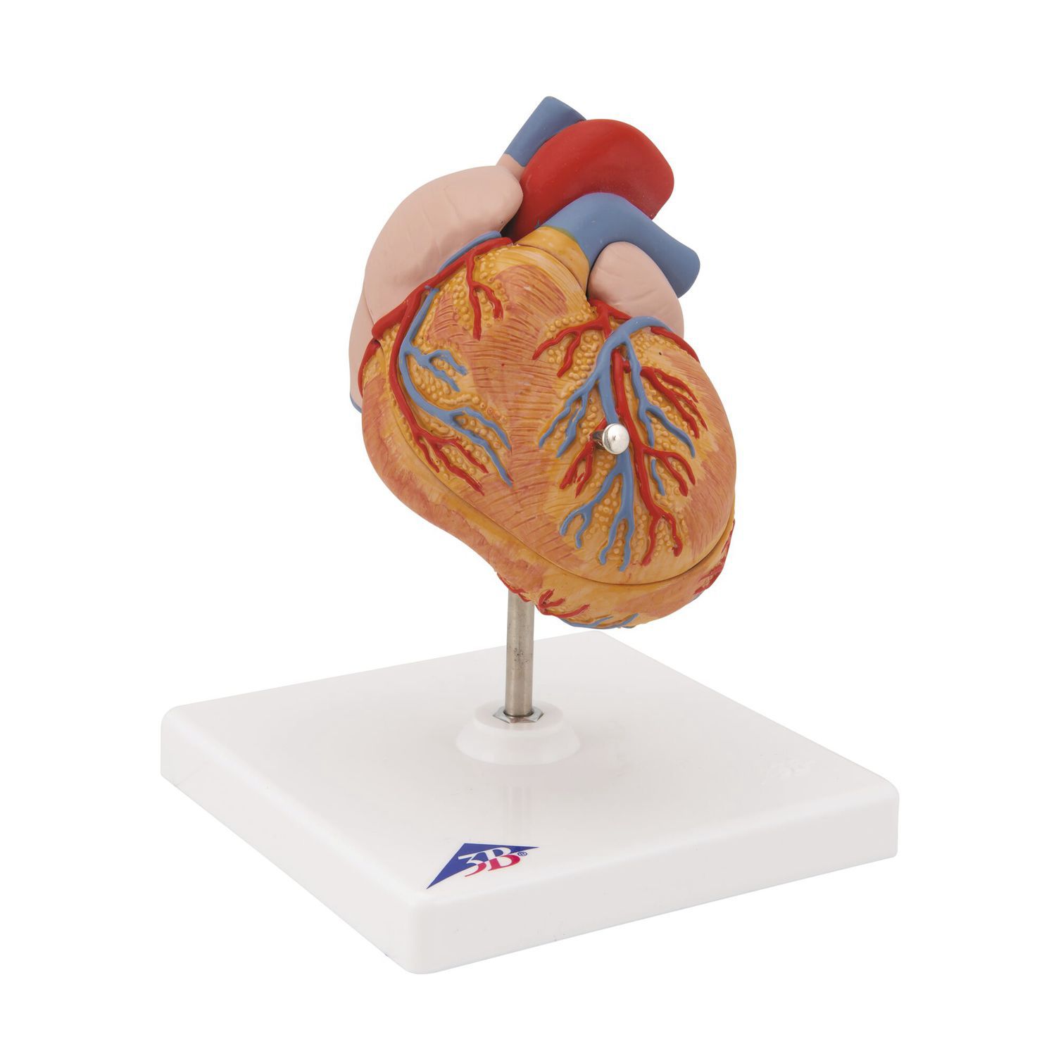 Modelo anatómico de corazón - G04 - 3B Scientific - de formación