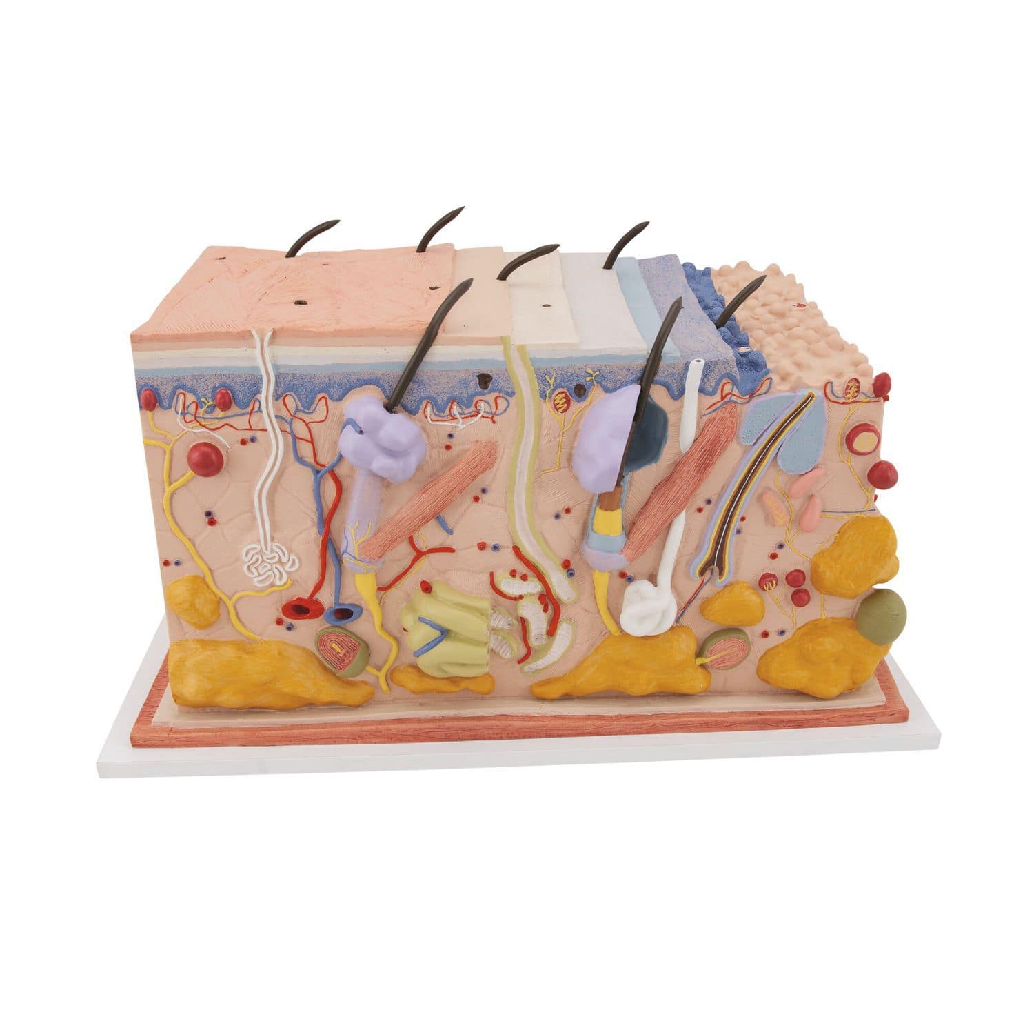 Modelo anatómico de piel - J13 - 3B Scientific - de formación