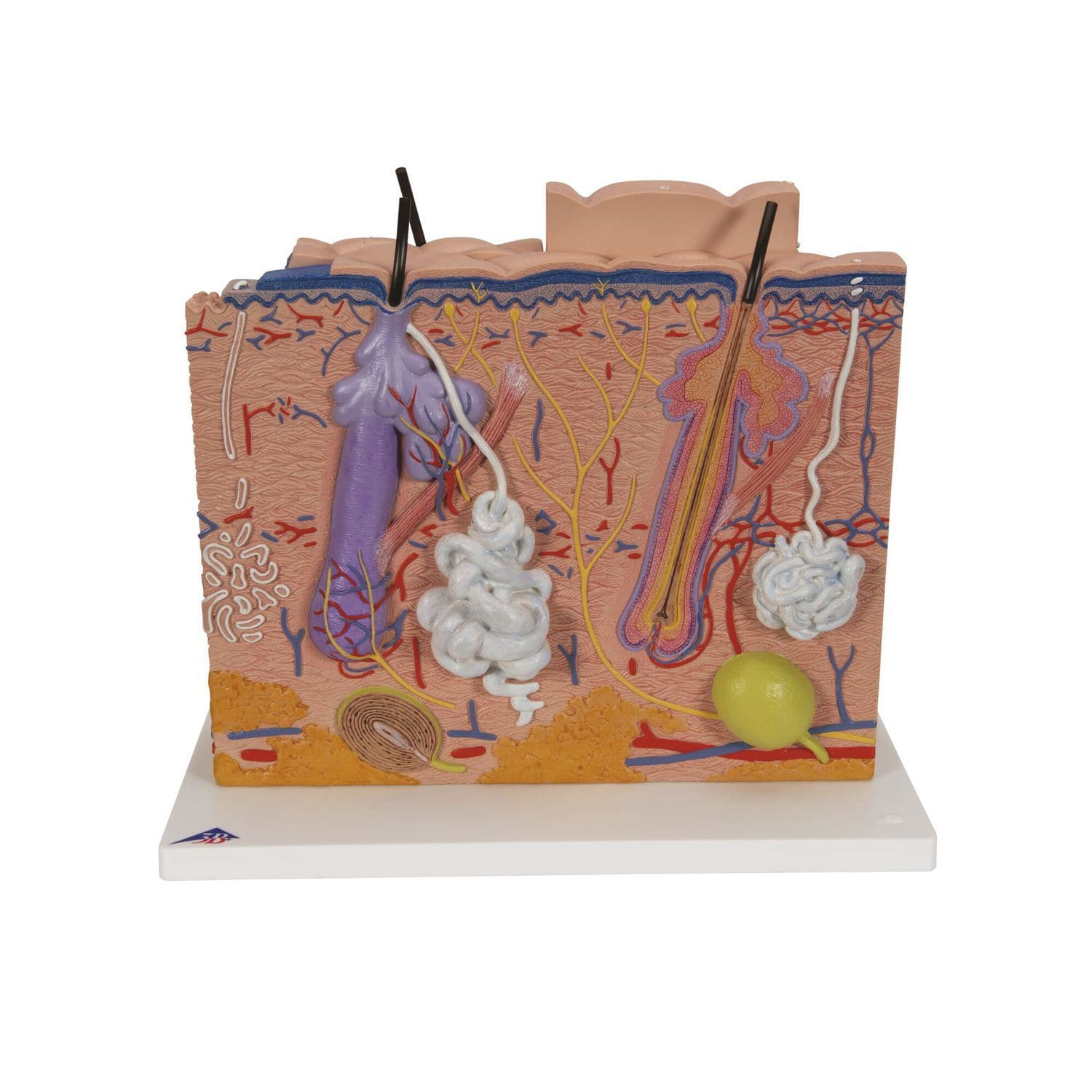 Modelo anatómico de piel - J16 - 3B Scientific - de formación