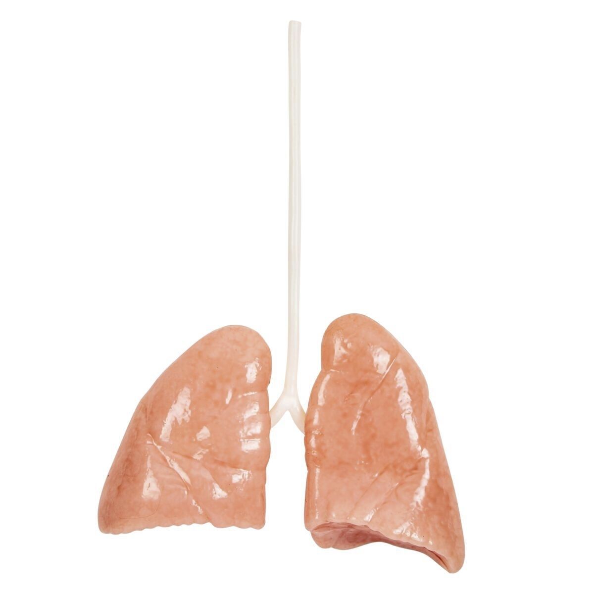 Modelo anatómico de pulmón - 1025973 - 3B Scientific