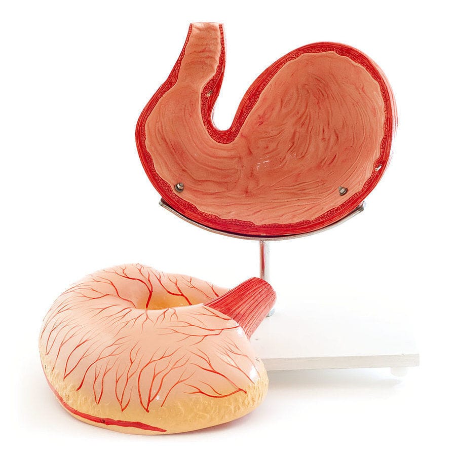 Modelo anatómico de estómago - H190079 - HeineScientific® - veterinario ...