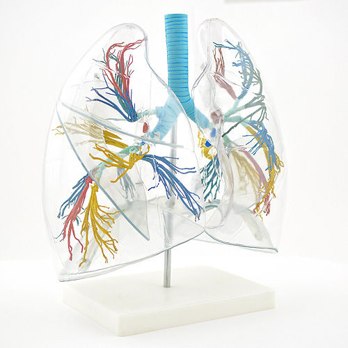 Modelo anatómico de pulmón - H130249 - HeineScientific® - bronquial ...