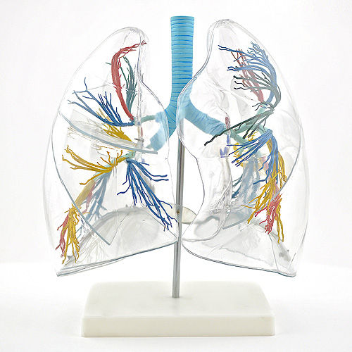 Modelo De Pulmón Etiquetado 260+ Circulación Pulmonar Ilustraciones