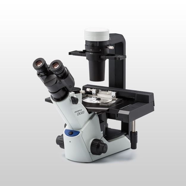 Microscopio invertido - CKX53 - Evident - Olympus Scientific Solutions ...