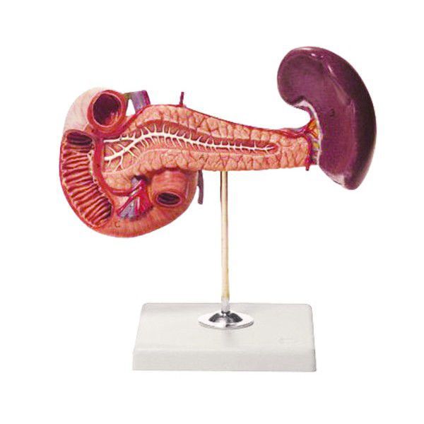 Modelo De Pancreas Pancreas, Pills And Treatment Concept Photo. The