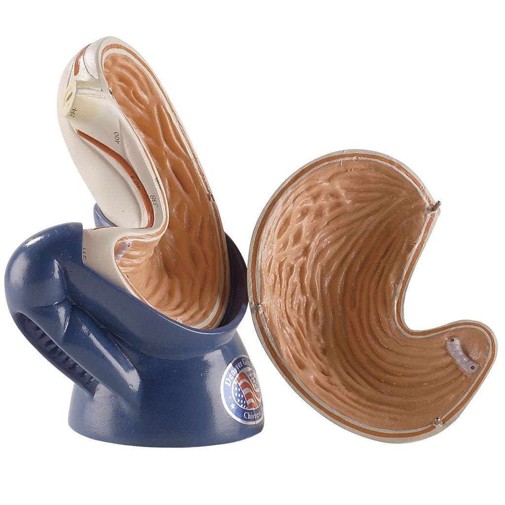 Modelo De Omento Menor