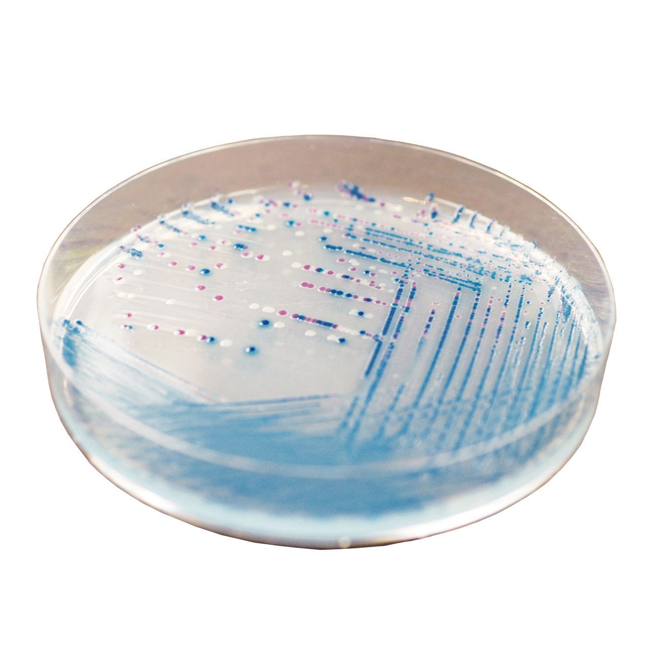 Reactivo agar MacConkey - EE222 - CHROMagar - para microbiología / de ...