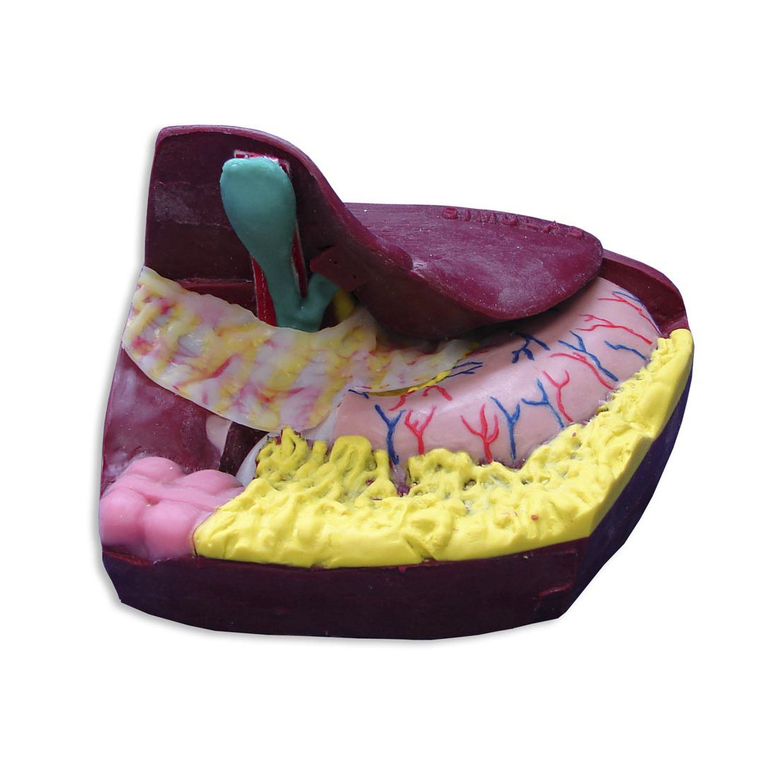 Modelo anatómico de ducto biliar - LCD-10 - Simulab Corporation - de ...