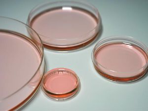 Zhejiang sorfa life science research co., LTD: Laboratorio - MedicalExpo