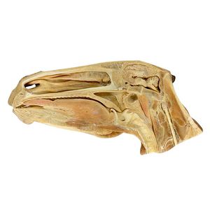 Modelo anatómico de corazón - MWDW-016 - MeiWo Science - de arterias ...