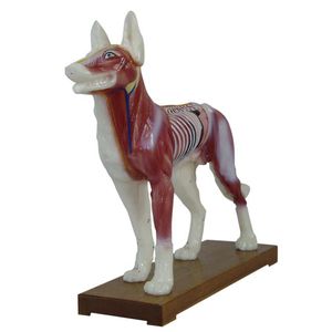 Modelo anatómico canino, Modelo anatómico de perro - Todos los ...