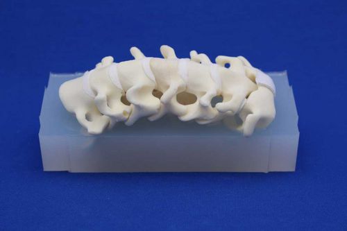 Modelo anatómico de columna vertebral cervical - CSEA - Créaplast - de ...