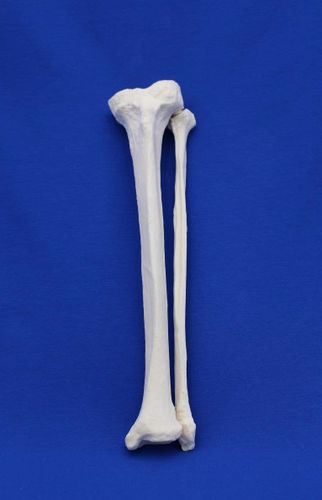 Modelo anatómico de tibia - TFI - Créaplast - de peroné / de formación