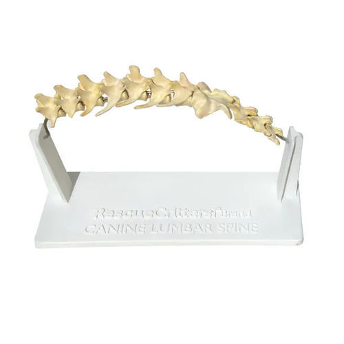 Modelo anatómico de columna vertebral - Rescue Critters - lumbar ...