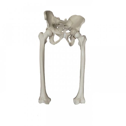 Modelo anatómico de cadera - 2042 - Nacional Ossos - de esqueleto / de ...