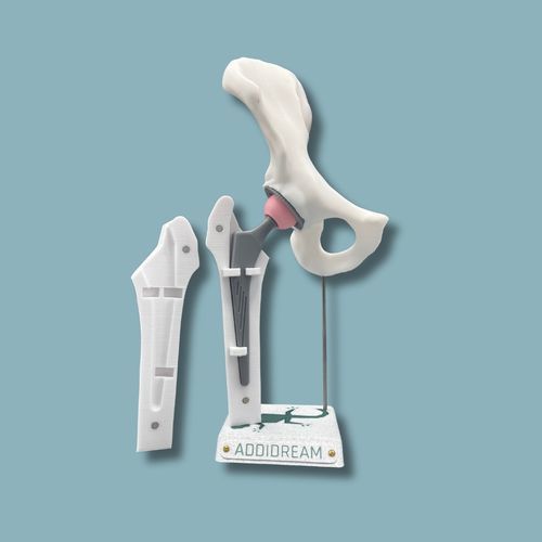 Modelo anatómico de cadera - 07-AC-01 - ADDIDREAM - de hemipelvis / de ...