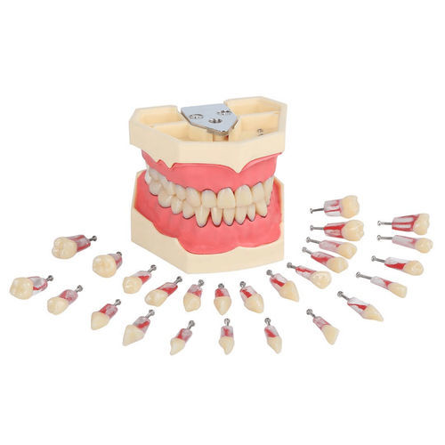 Modelo Anatómico De Los Dientes