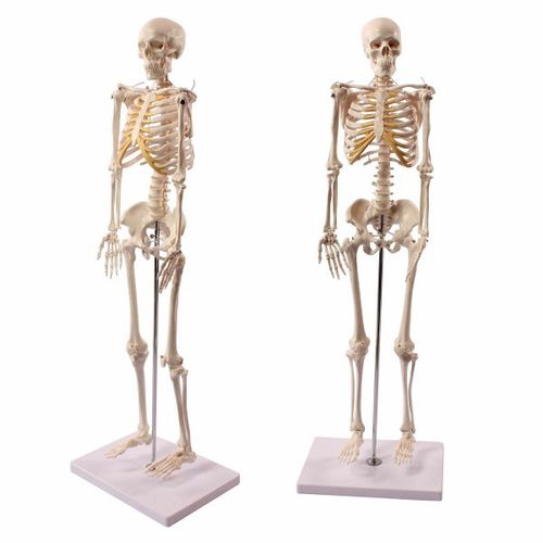 Modelo De Anatomía Del Esqueleto