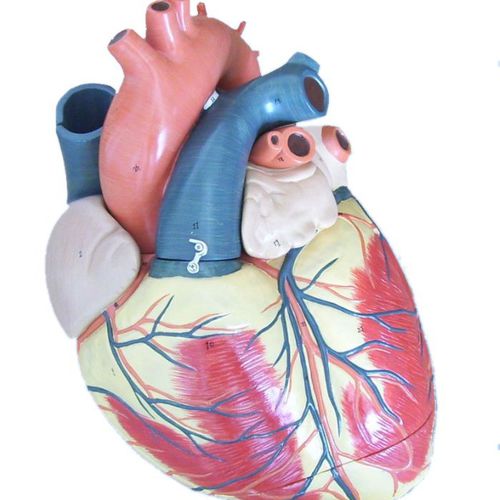 Modelo anatómico de corazón - Wellden International Inc. - de formación