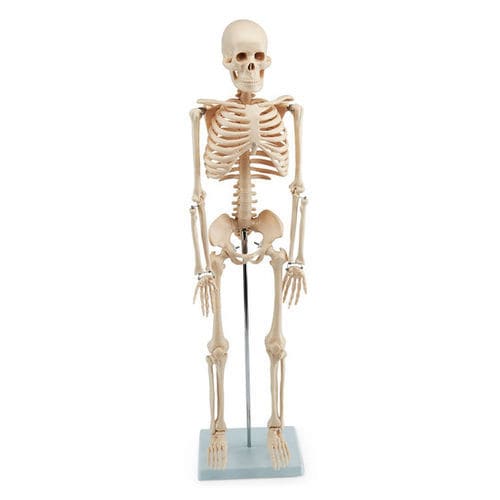 Modelo Anatómico Del Esqueleto Humano