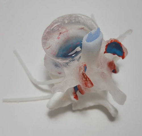 Modelo anatómico de discos intervertebrales - Original LxH Dynamic ...