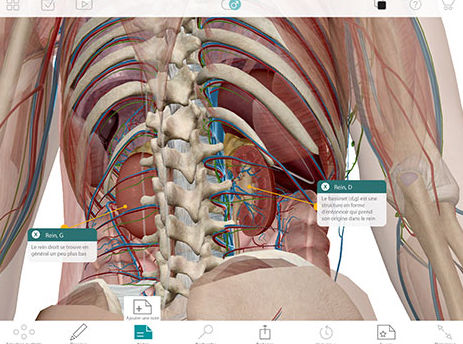 Aplicaciones De Anatomía Para Iphone Si Eres Fan De Greys Anatomy