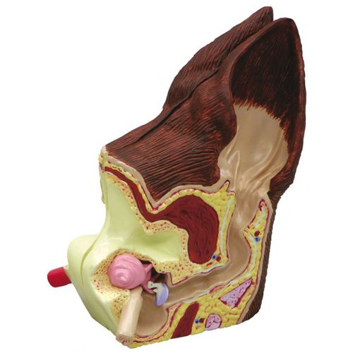 Modelo anatómico de oreja - 7.16.017 - Doctorgimo - de caracol / de ...