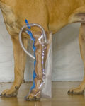 Férula veterinaria - Todos los fabricantes de dispositivos médicos