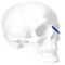 Implante nasal - ESNP-S23 - Implantech - anatómico / ePTFE